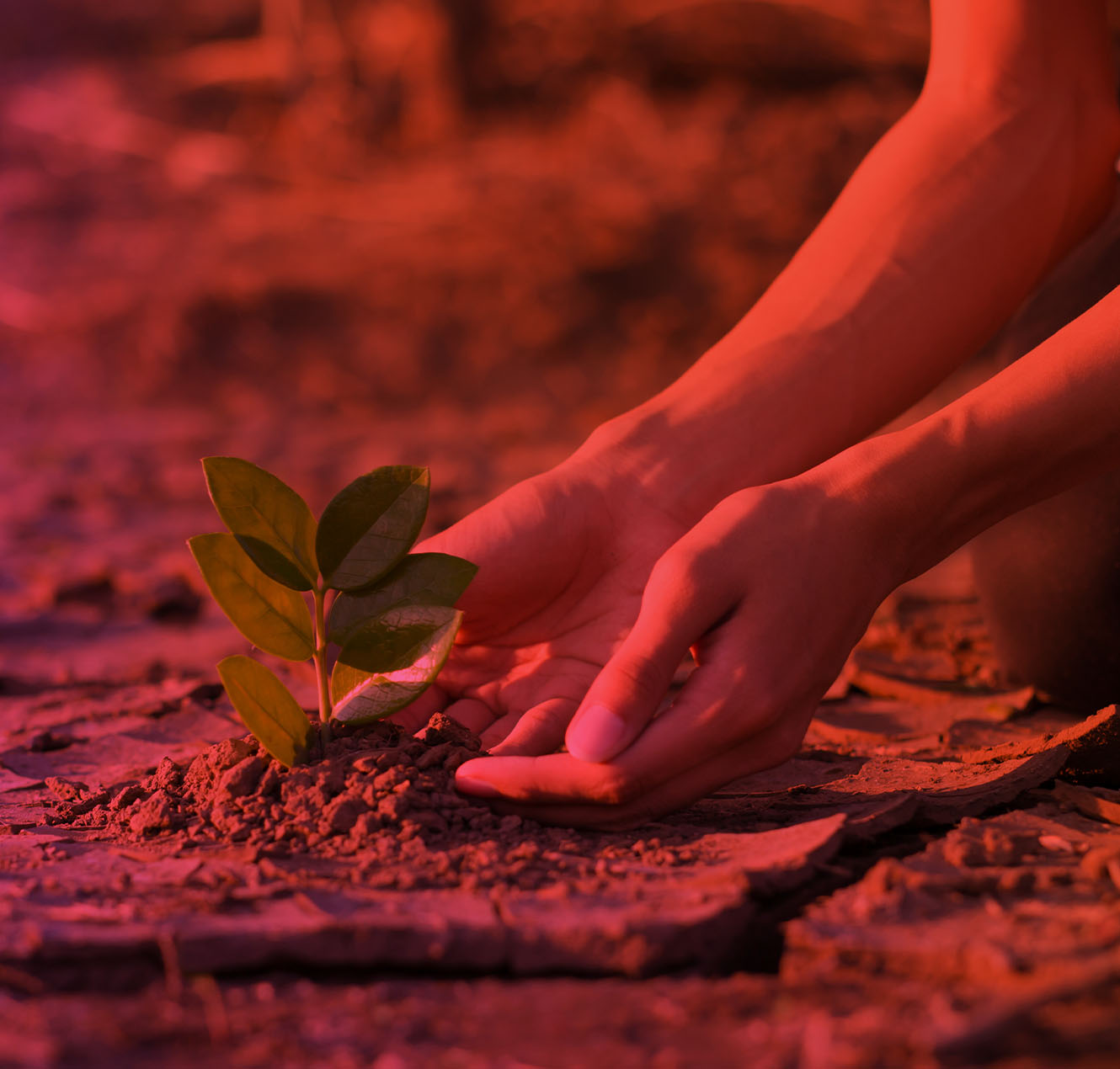 Battling climate change with TCS UK’s Sustainathon | TCS Empowers